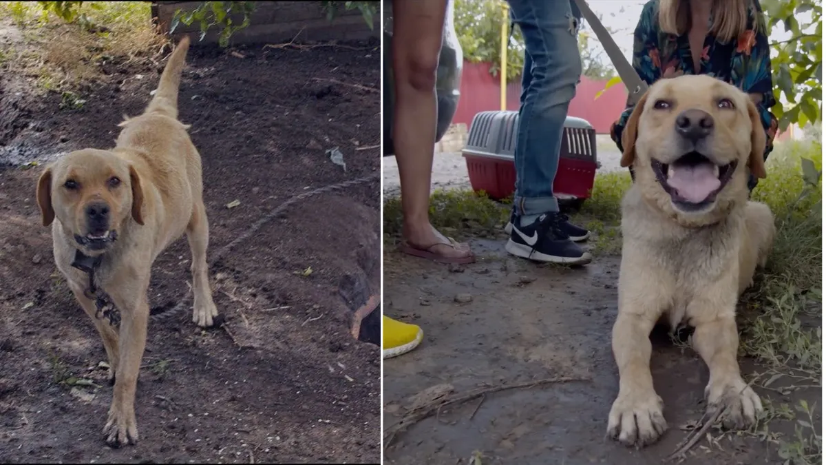 Hond hele leven vastgeketend en mishandeld, kan vreugde niet verbergen ...