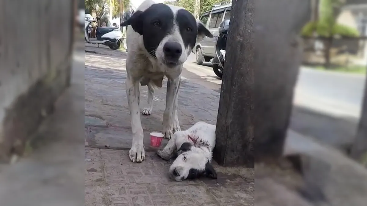 Angstige moederhond roept om hulp zodat reddingswerkers haar gewonde ...
