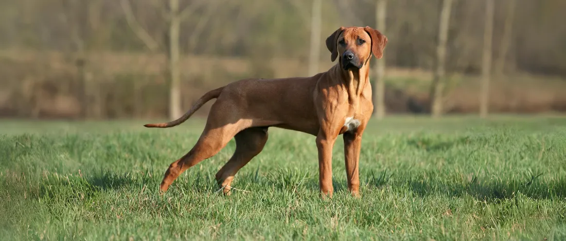 Rhodesian Ridgeback Hondenras Verzorging en Gezin, Sociaal Leven ...