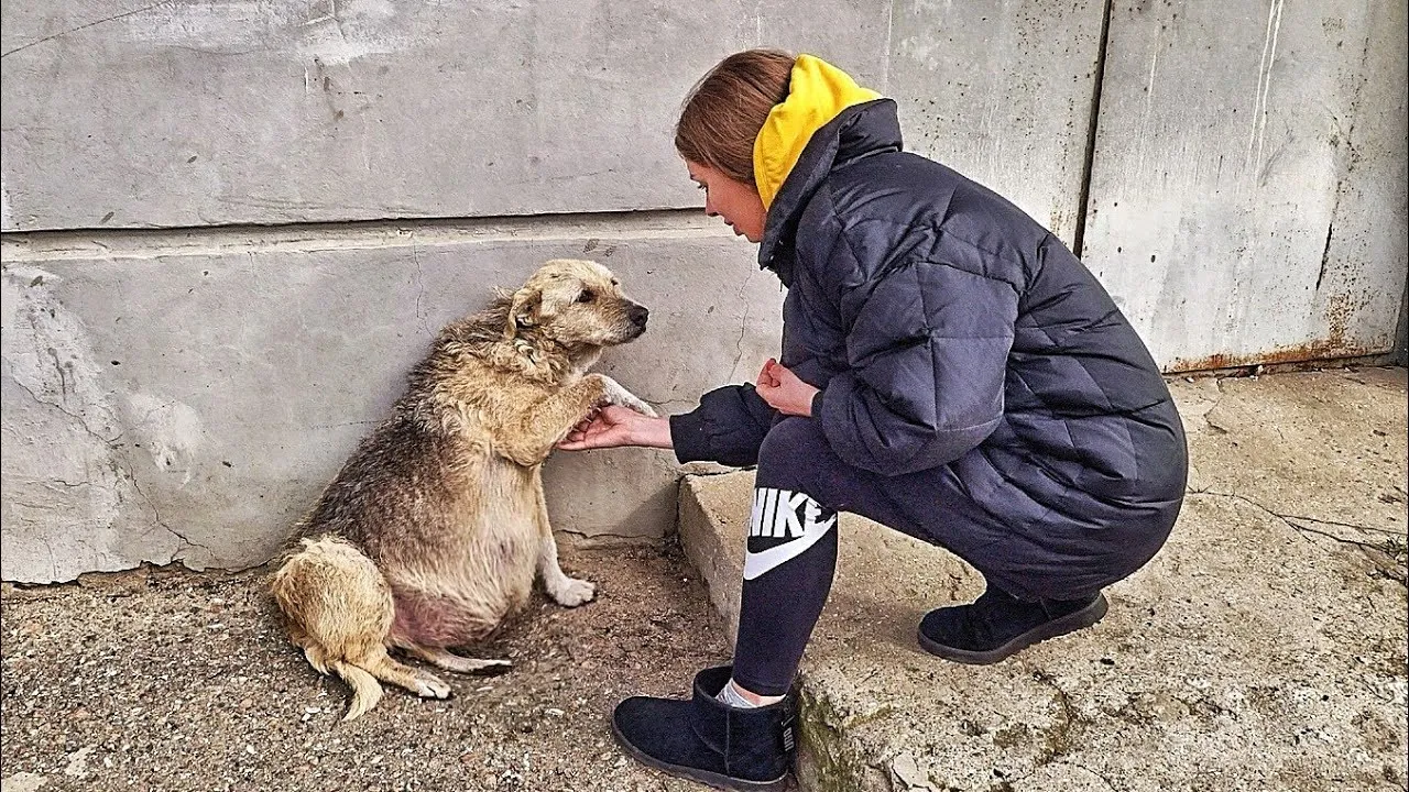 Zwerfhond steekt poot uit naar redder en smeekt om hulp