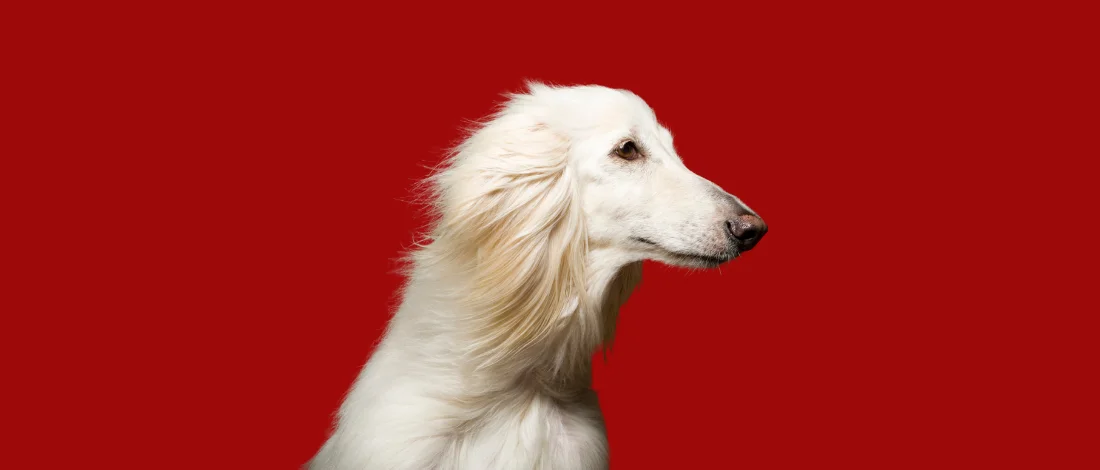 Afghaanse Windhond Hondenras Verzorging en Gezin, Sociaal Leven ...