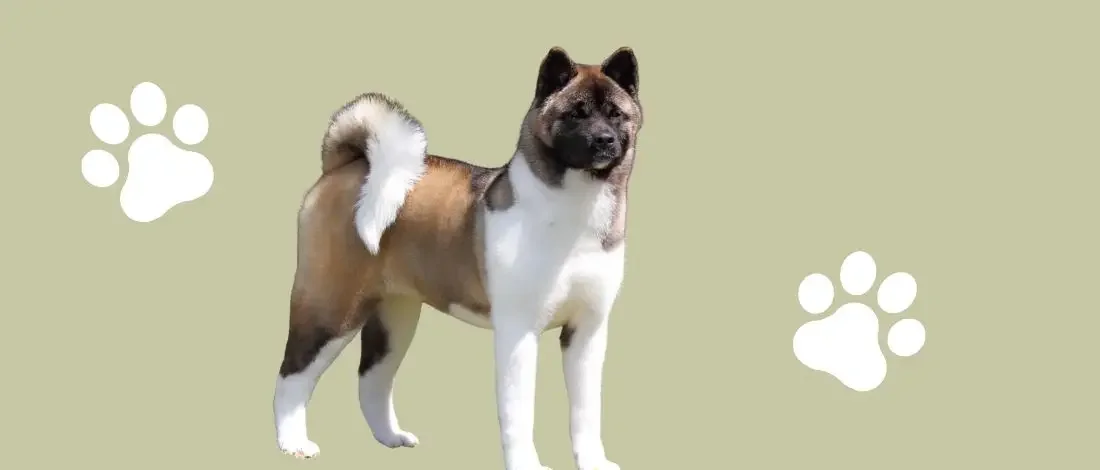 Akita Hondenras Verzorging, Karakter, Raskenmerken en Dieet informatie