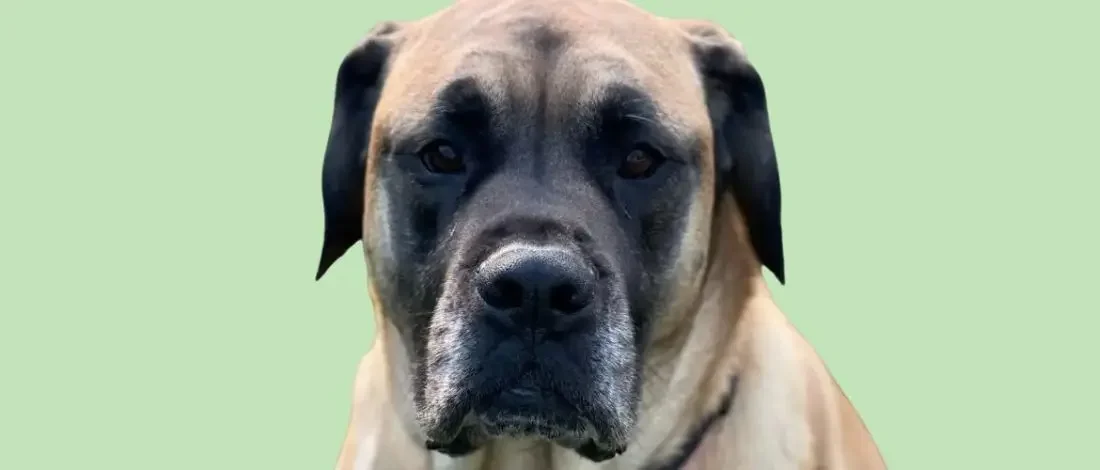 American Mastiff (Panja) Hondenras Verzorging, Karakter, Raskenmerken ...