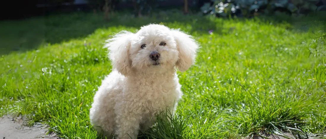 Bichon Frisé Hondenras Verzorging en Gezin, Sociaal Leven, Fysieke ...