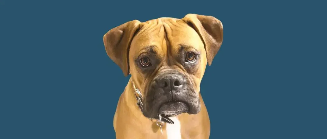 Boxer Hondenras Verzorging, Karakter, Raskenmerken en Dieet informatie