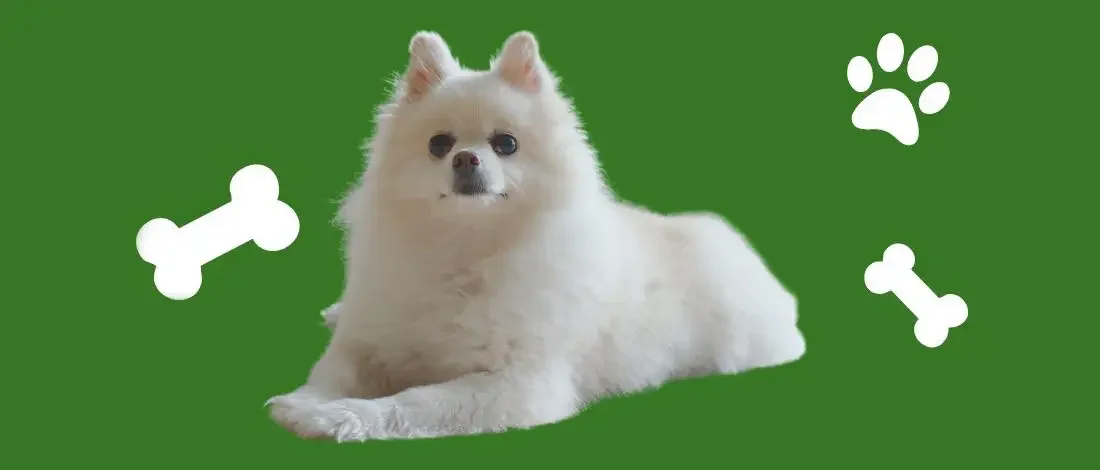 Dwergkeeshond hondenras Verzorging, Karakter, Raskenmerken en Dieet ...