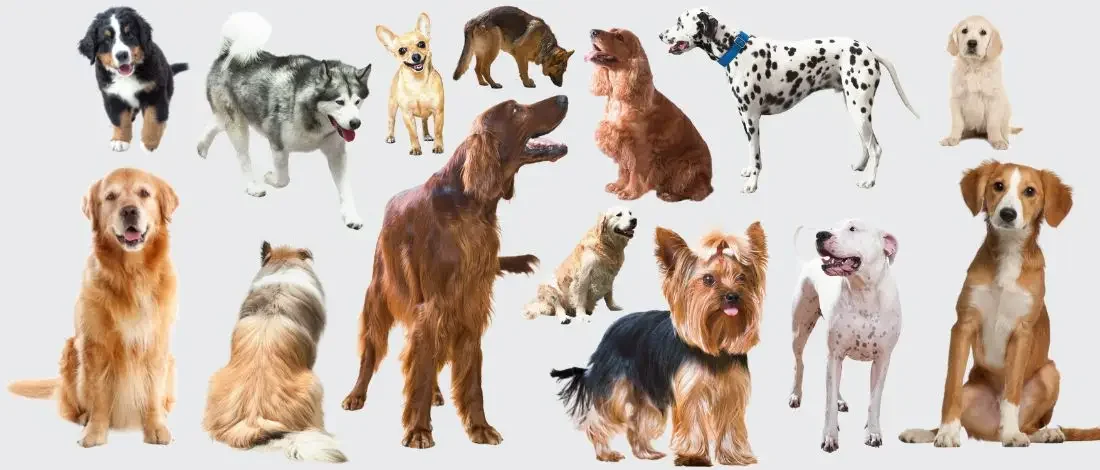 Hondenrassen (Namen, Kenmerken, Karakter en Voeding)