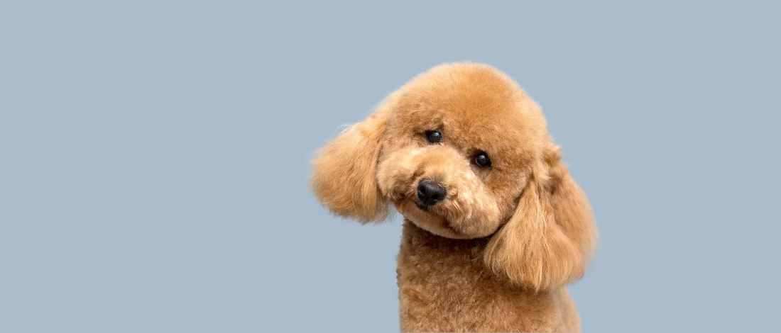 Poedel Hondenras Verzorging en Gezin, Sociaal Leven, Fysieke Kenmerken ...