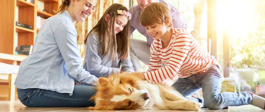 Je nieuwe hond socialiseren